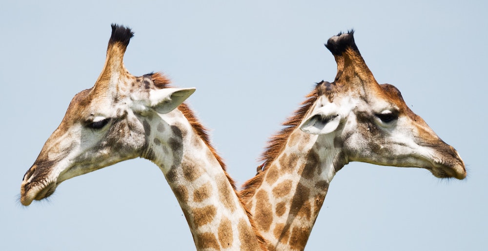 Pourquoi le dual track devient de plus en plus courant et couru