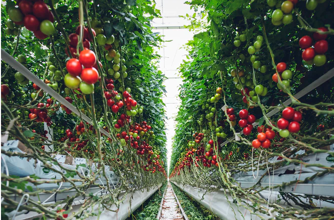Vertical farming is on the rise - Maddyness UK
